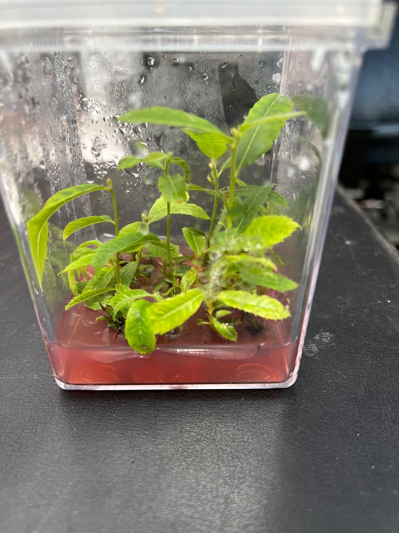 Tissue Culture Colossal Chestnut For Sale – West Coast Chestnut